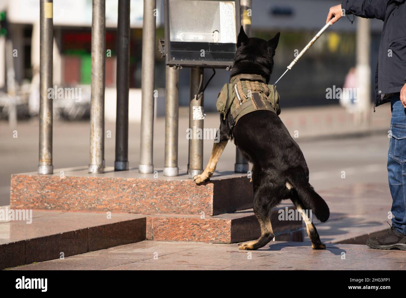 Portrait of working police dog Stock Photo - Alamy