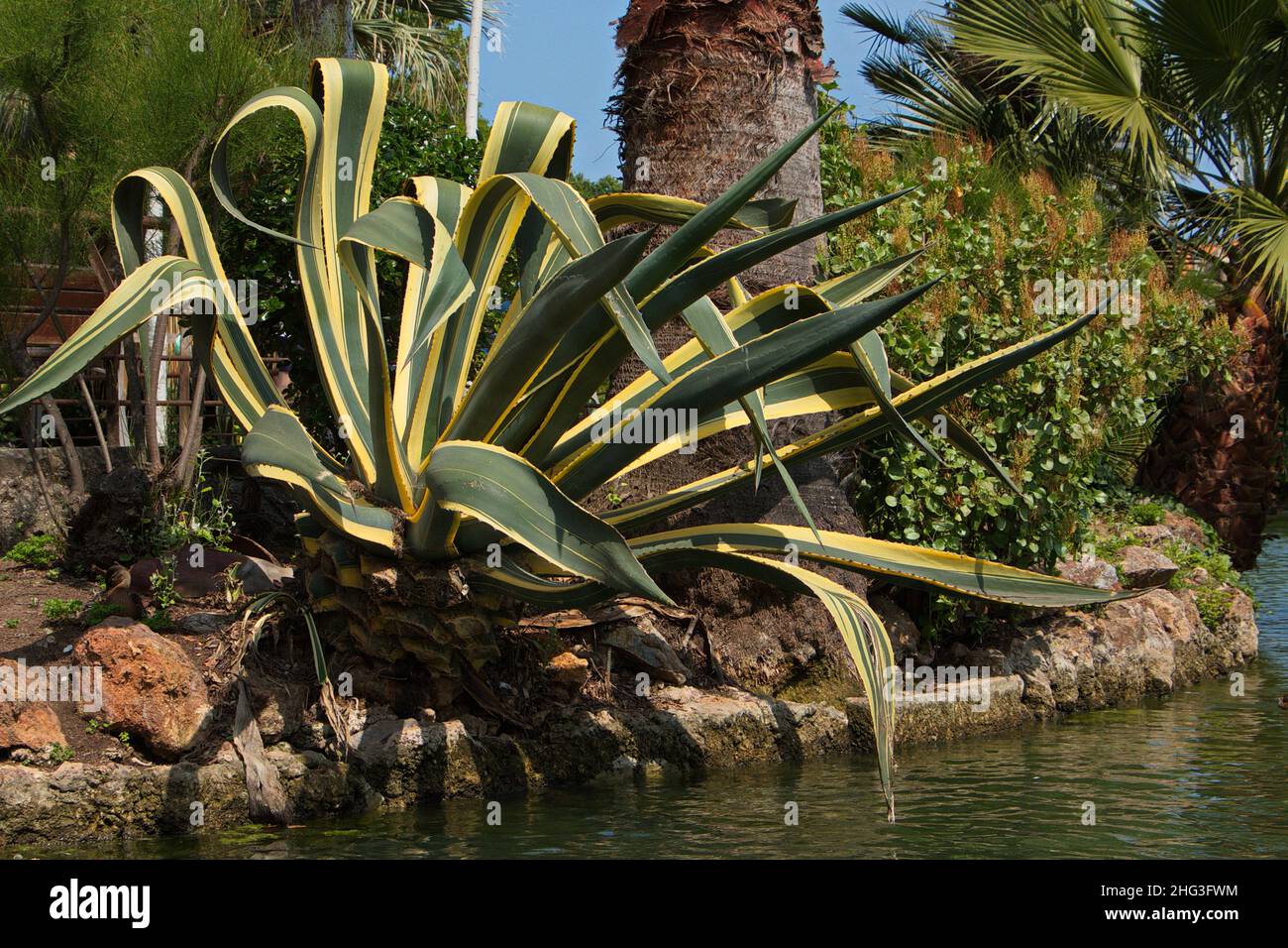 Agave americana Marginata in Parc de la Ciutadella in Barcelona,Spain ...