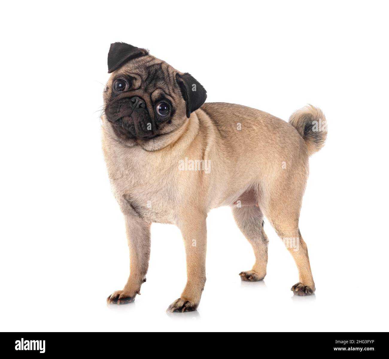young pug in front of white background Stock Photo - Alamy