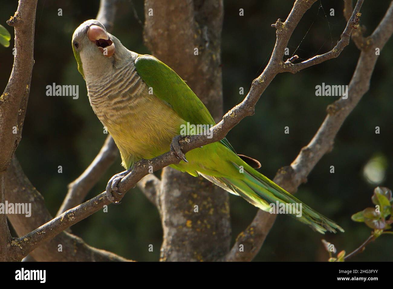 Monk parakeet in Parc de la Ciutadella in Barcelona,Spain,Europe Stock ...