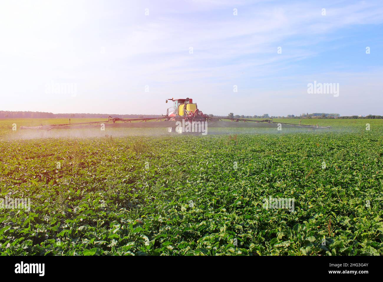 Tractor spraying plant protection products on a green sugar beet field ...