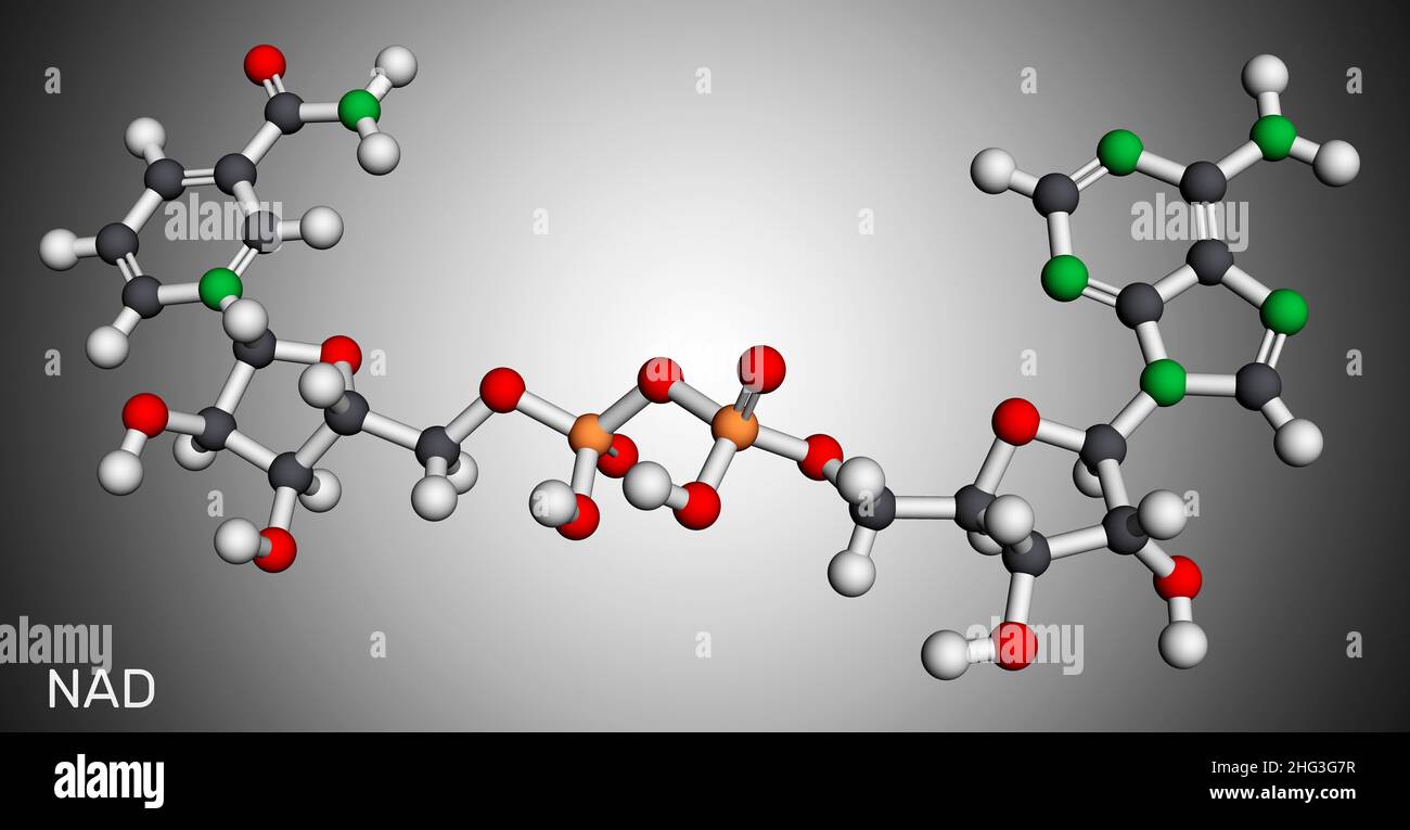 Nadh Molecule 3d