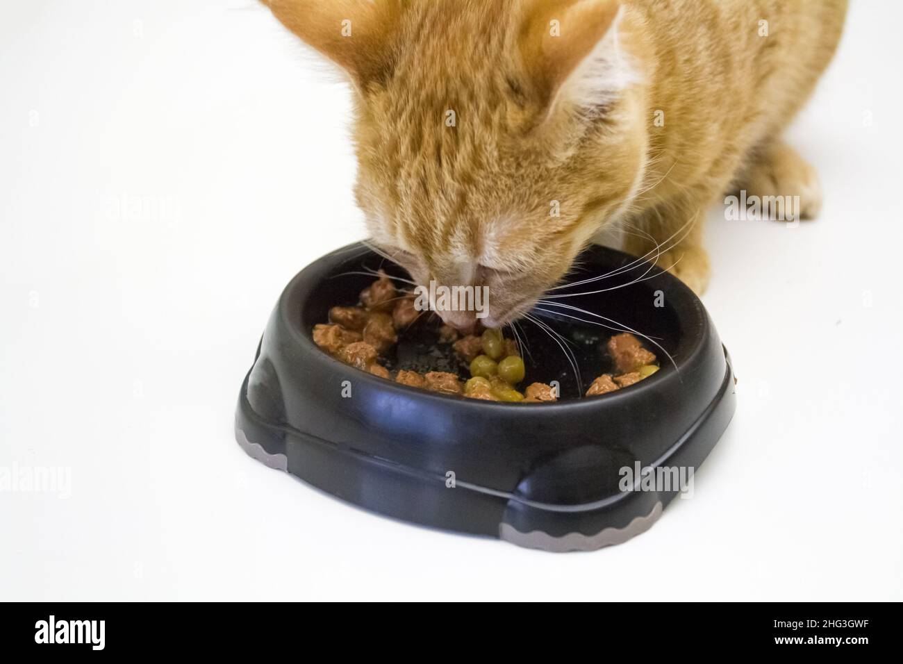 ginger cat eating its bowl on a white background Stock Photo - Alamy