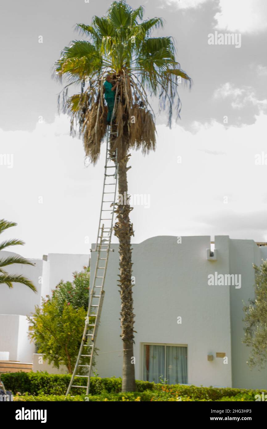 close up of a palm tree outdoors Stock Photo - Alamy