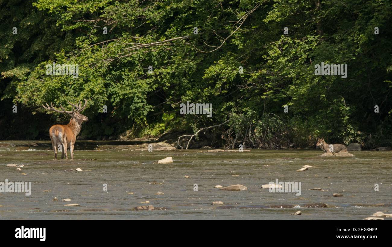 A wolf attacking deer in the river. Bieszczady Mountains. Poland Stock ...