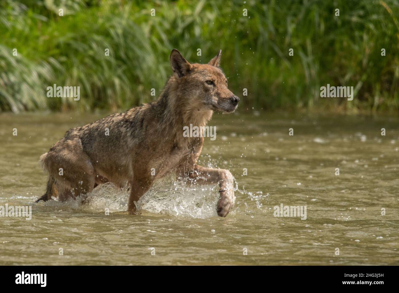 Grey Wolf (Canis lupus) in the river. Bieszczady Mountains. Poland ...