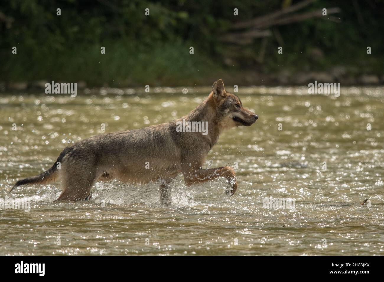 Grey Wolf (Canis lupus) in the river. Bieszczady Mountains. Poland ...