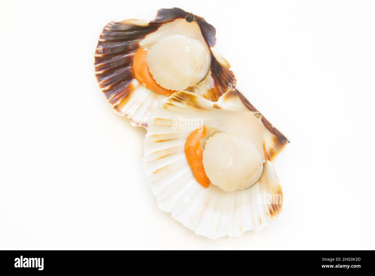 raw scallops in its shell on a white background Stock Photo - Alamy
