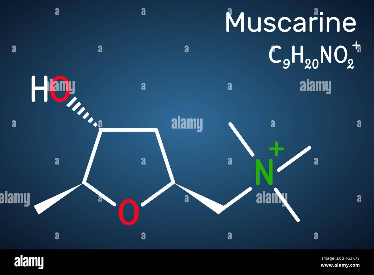 Muscarine molecular hi-res stock photography and images - Alamy