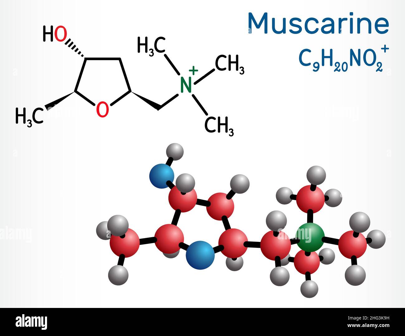 Muscarine Structure