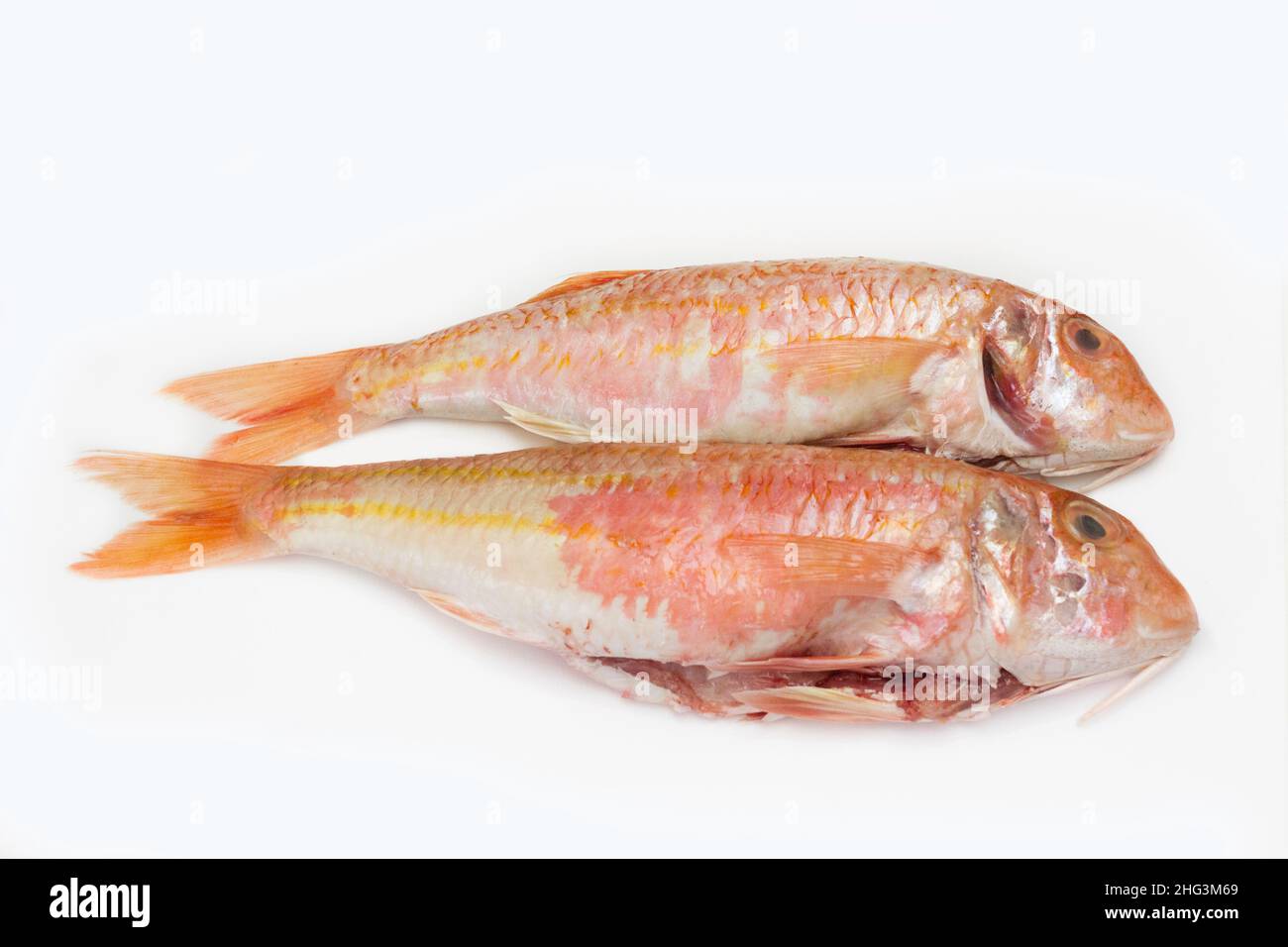 whole raw mullet on a white background Stock Photo - Alamy