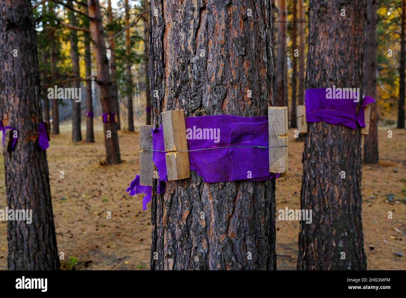Homemade protection of trees from stress. Wooden pegs and cloth tied ...