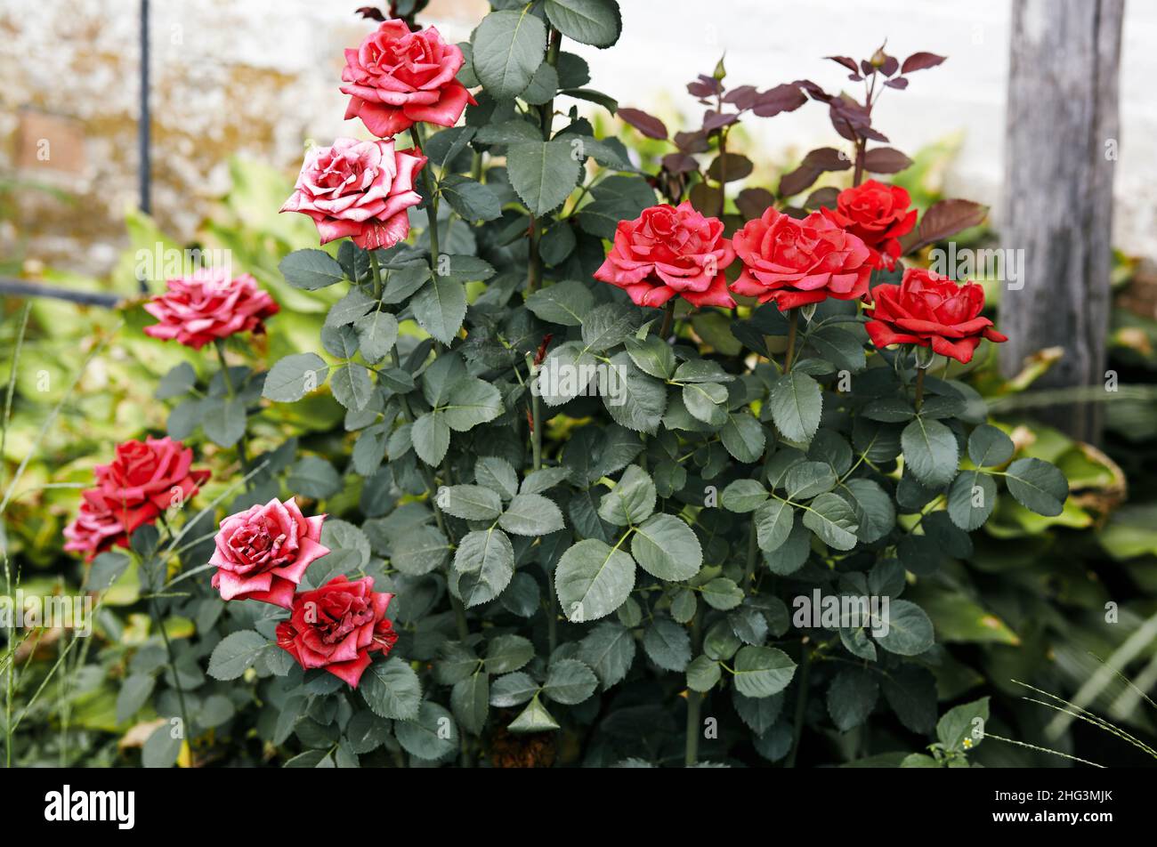 Bouquet red roses in the garden. A bush of beautiful roses in summer ...