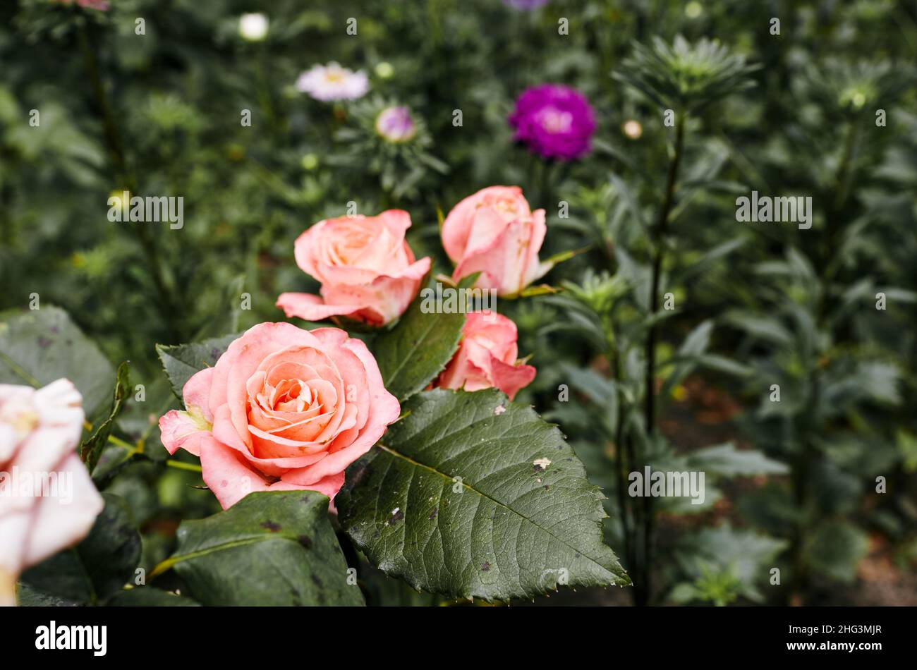 Pink rose in the garden. A bush of beautiful rose in summer light ...
