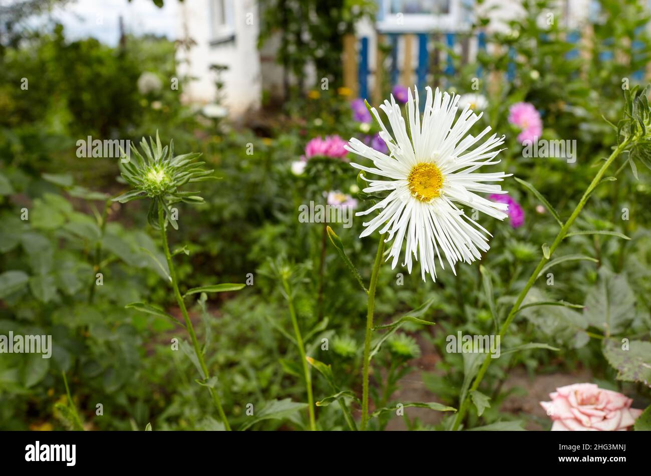 Aster family flower plant hi-res stock photography and images - Alamy
