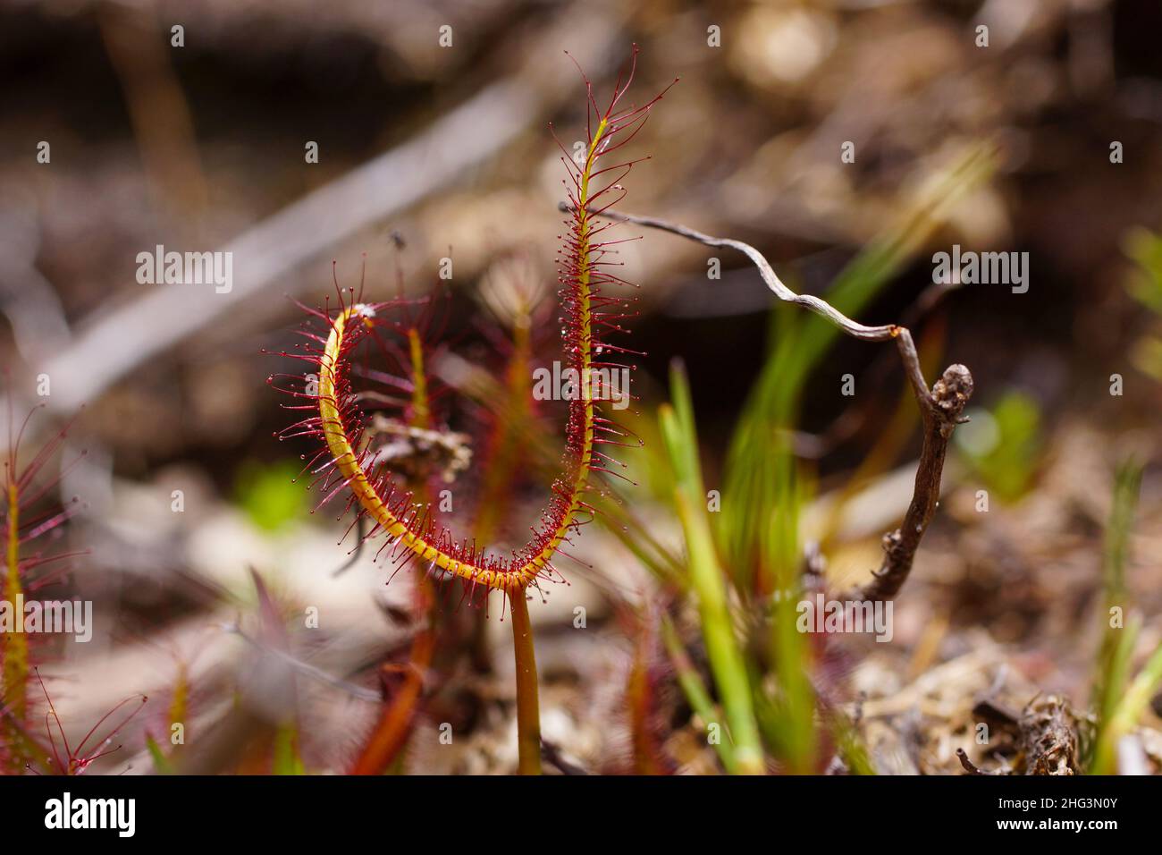 Fork-leaved sundew (Drosera binata), Tasmania, Australia Stock Photo ...