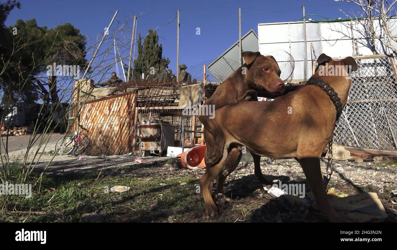 Jerusalem, Israel. 17th Jan, 2022. Dogs mate as members of the Israeli ...