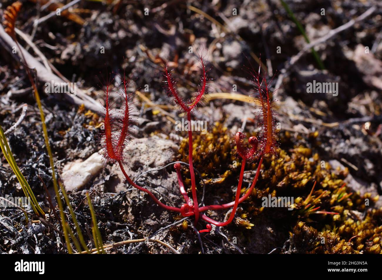 Fork-leaved sundew (Drosera binata), Tasmania, Australia Stock Photo ...