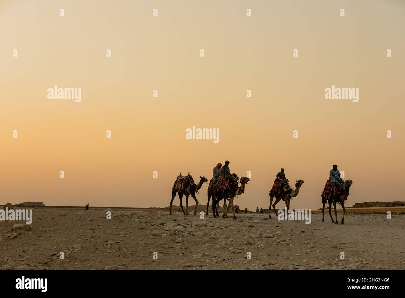 CAIRO, EGYPT- NOVEMBER 17, 2018: Camel caravan near the great pyramids ...