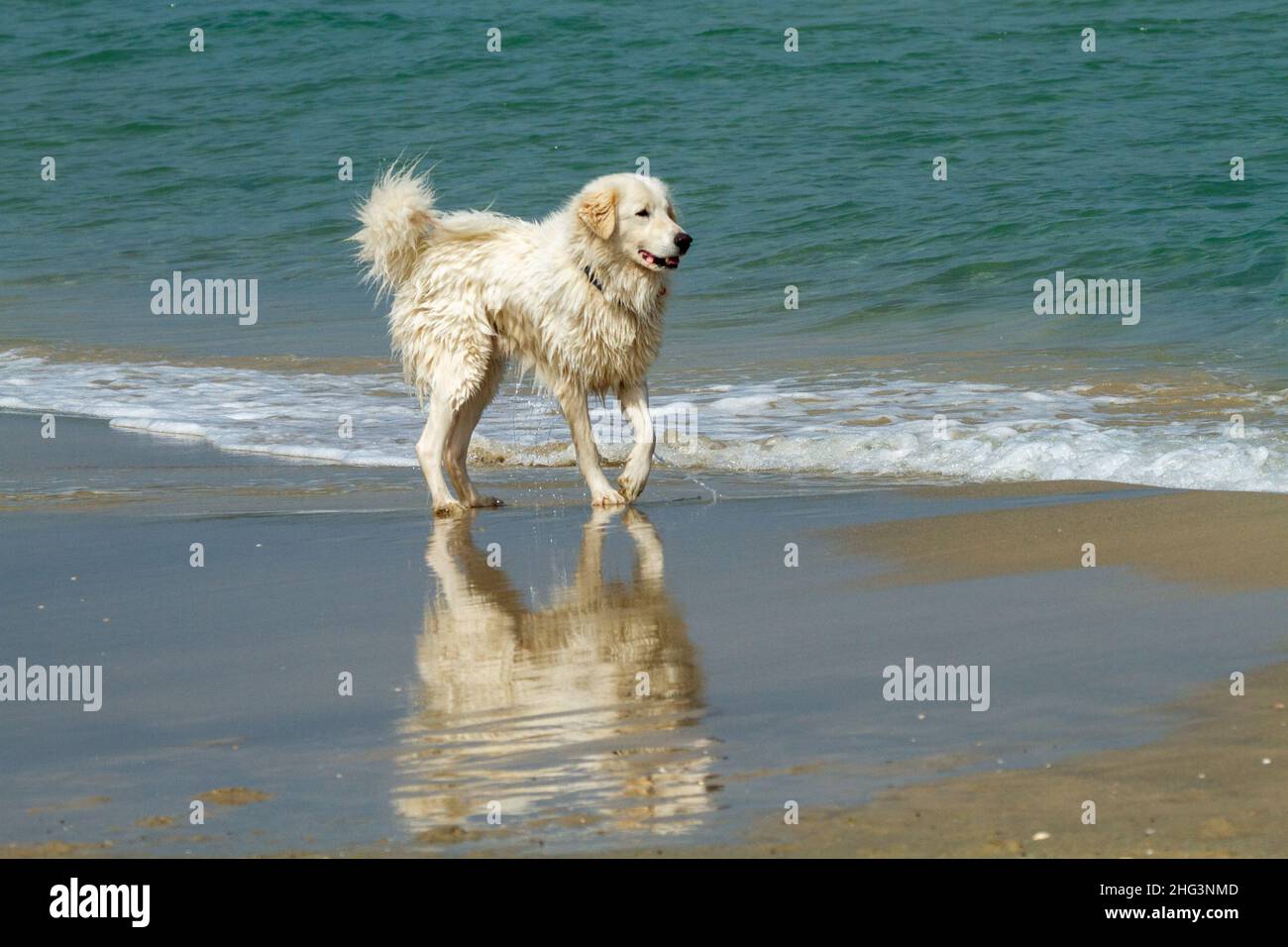 Dog ran on the beach Stock Photo - Alamy