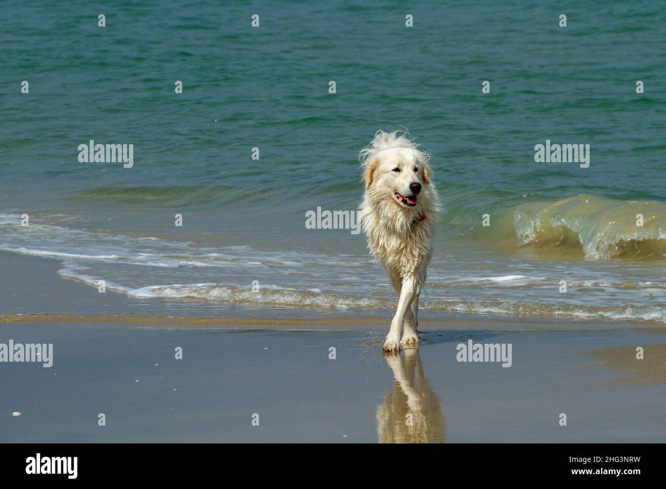 Dog ran on the beach Stock Photo - Alamy