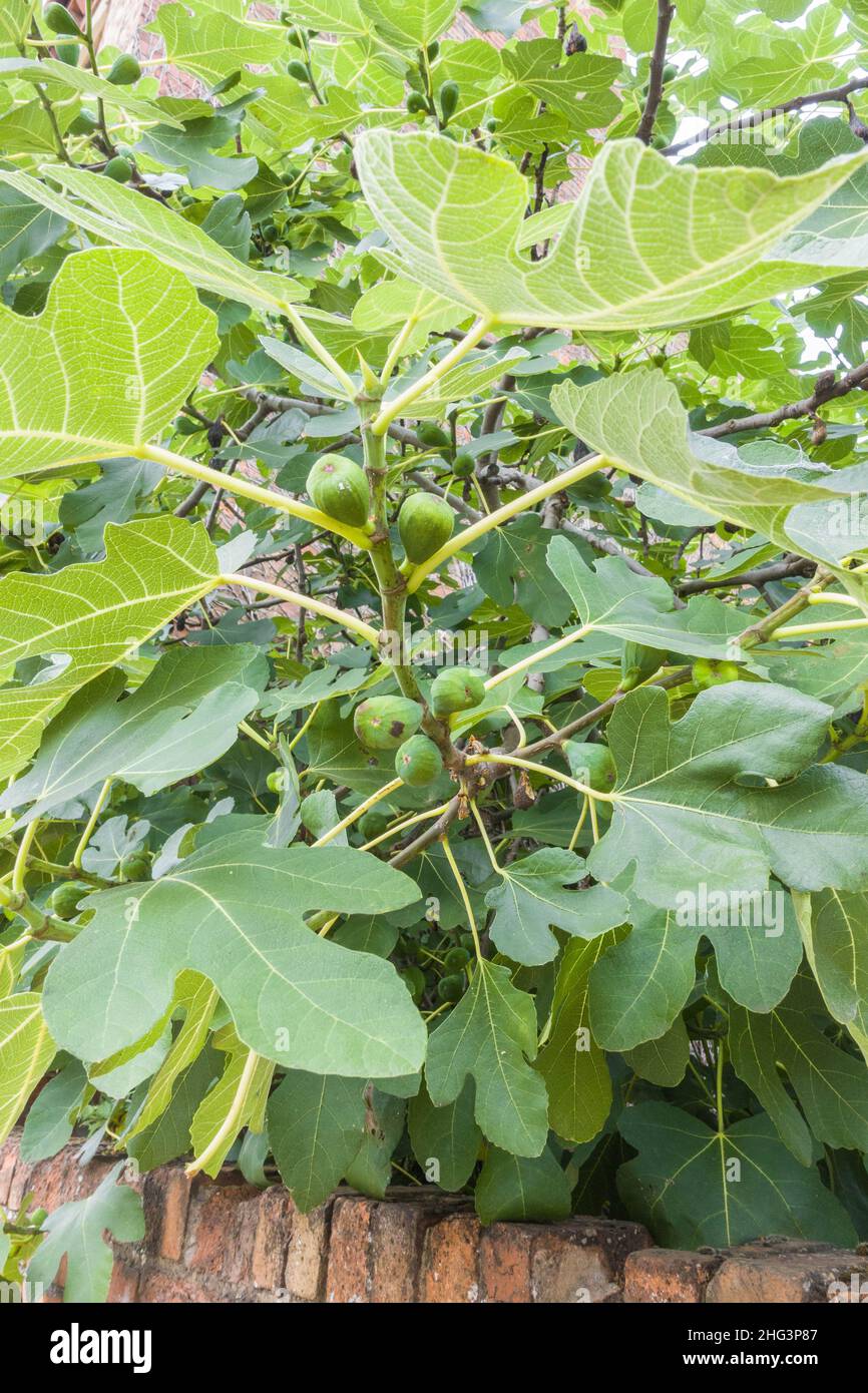 Fig tree (Ficus carica) bearing fruit, Newark on Trent Nottinghamshire ...