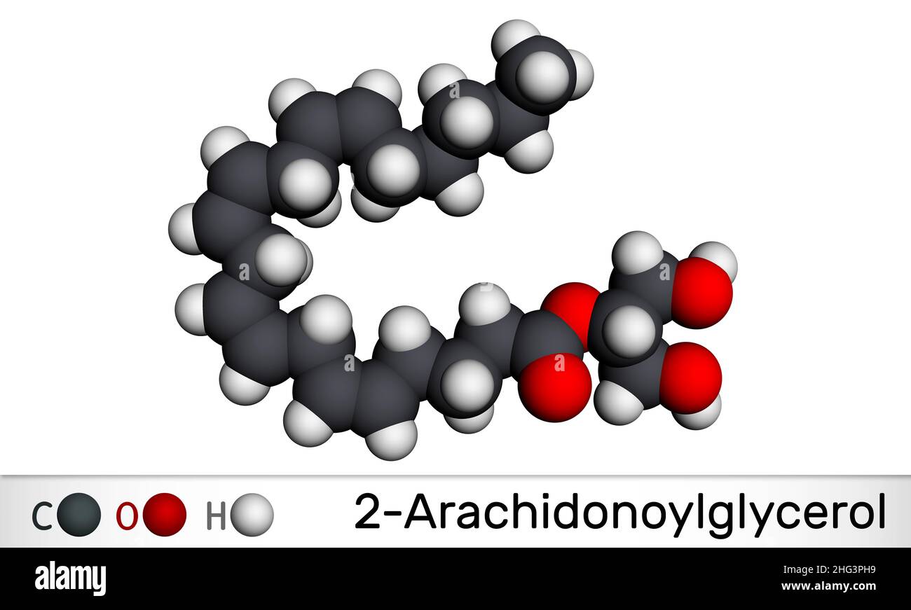 2-Arachidonoylglycerol, 2-AG molecule. It is an endocannabinoid, formed ...