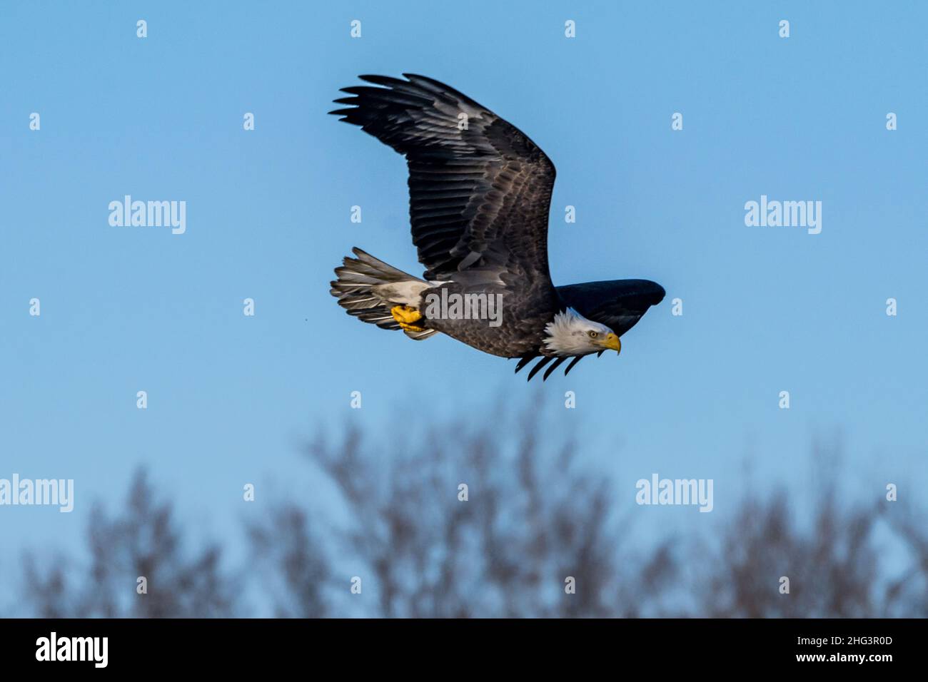 Bald Eagle in Flight Stock Photo - Alamy
