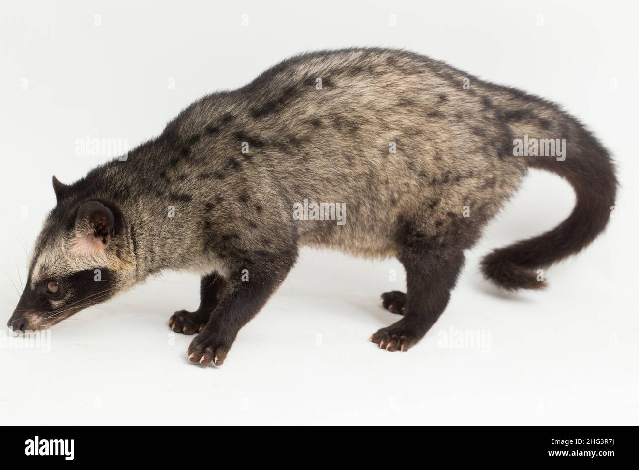 The Asian palm civet or luwak (Paradoxurus hermaphroditus). isolated on ...
