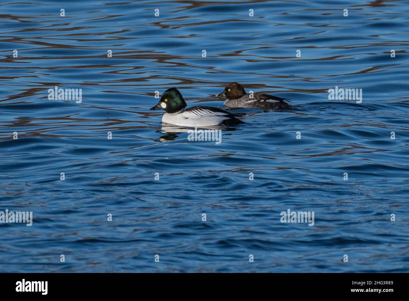 Common Goldeneye Drake and Hen Stock Photo - Alamy