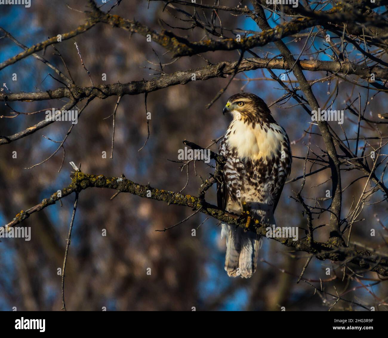 Red tailed hawk perched hi-res stock photography and images - Alamy