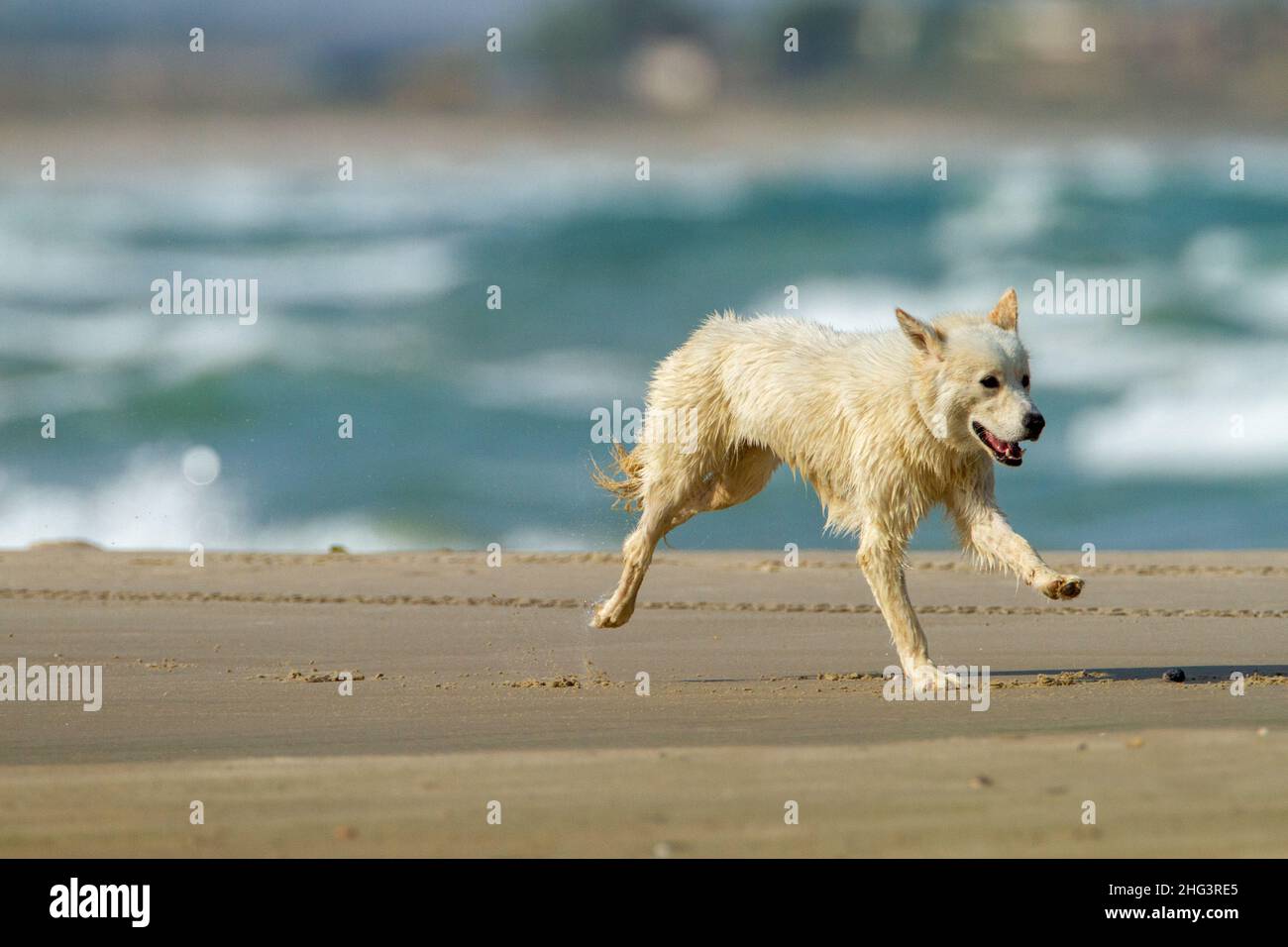 Dog ran on the beach Stock Photo - Alamy