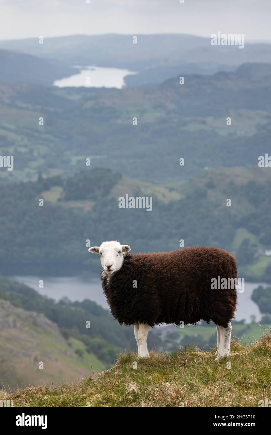 Herdwick sheep above Grasmere in the English Lake District central fell ...
