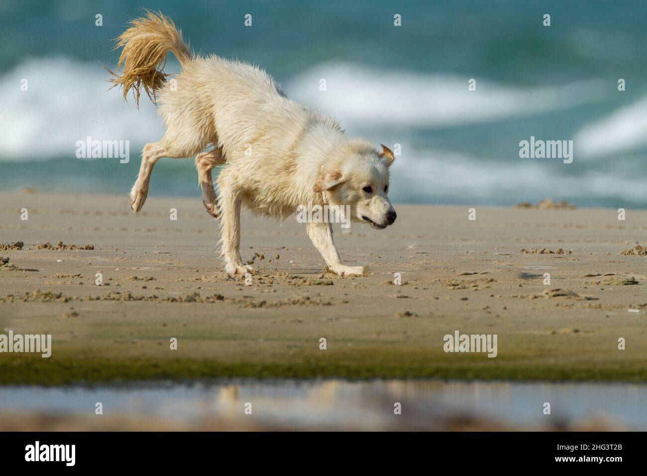 Dog ran on the beach Stock Photo - Alamy