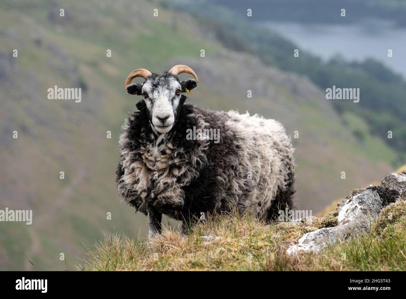 Swaledale sheep above Grasmere in the English Lake District central ...
