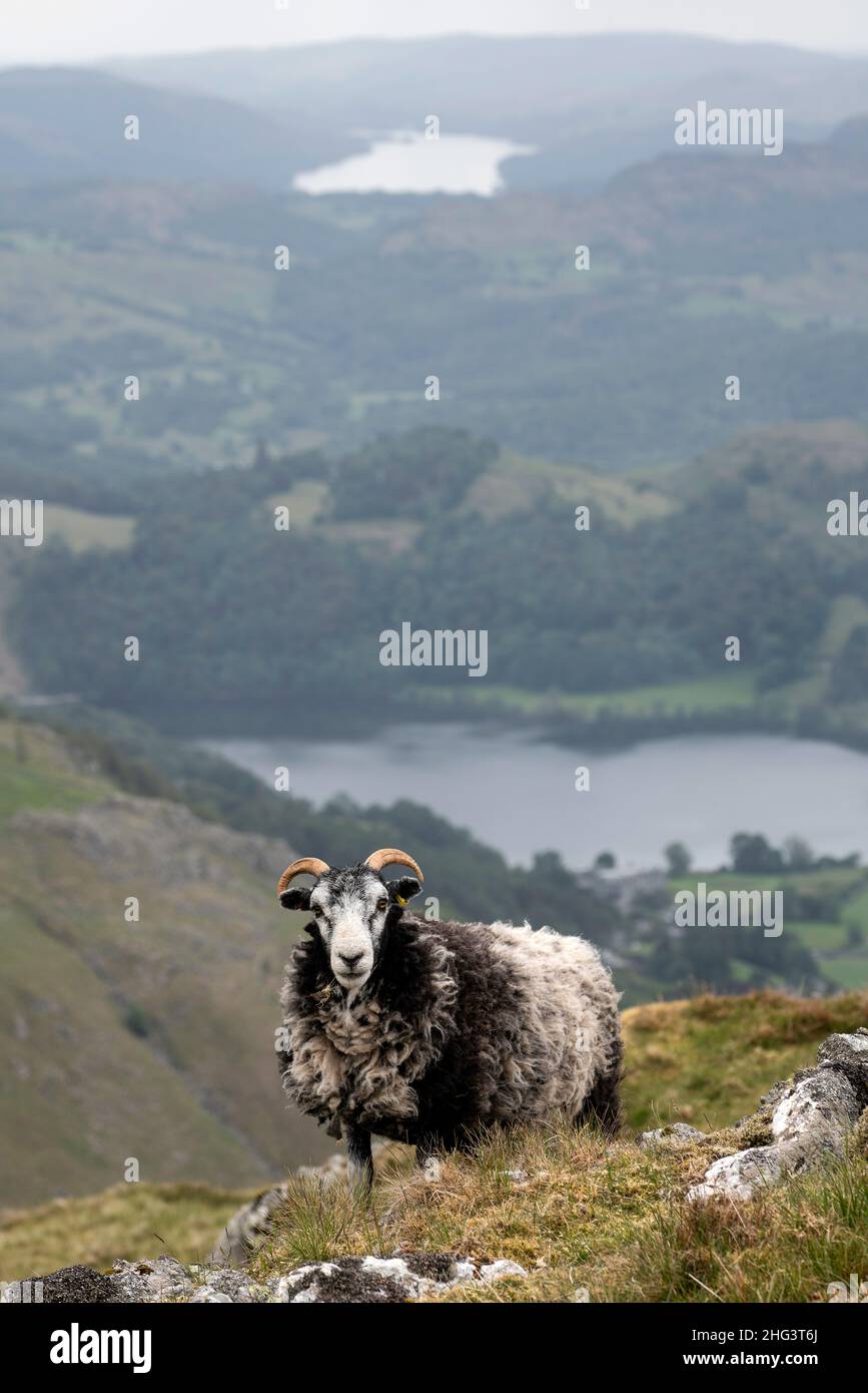 Swaledale sheep above Grasmere in the English Lake District central ...