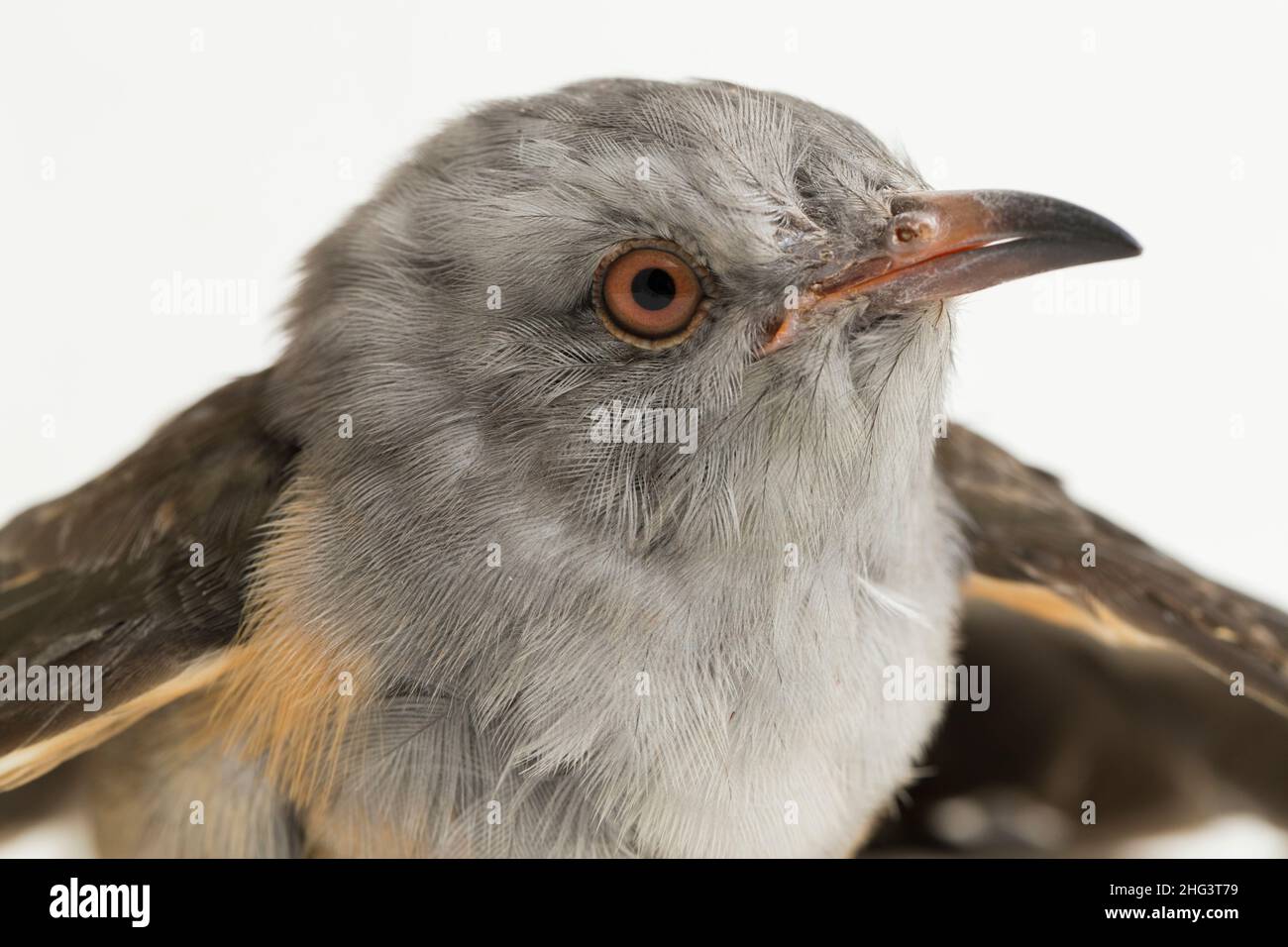 A plaintive cuckoo bird (Cacomantis merulinus) isolated on white ...