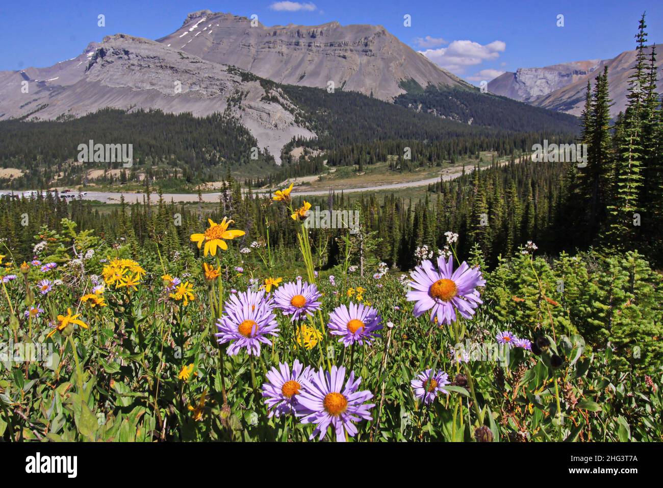 Flowers on meadow at Parker Ridge in Jasper National Park,Alberta ...