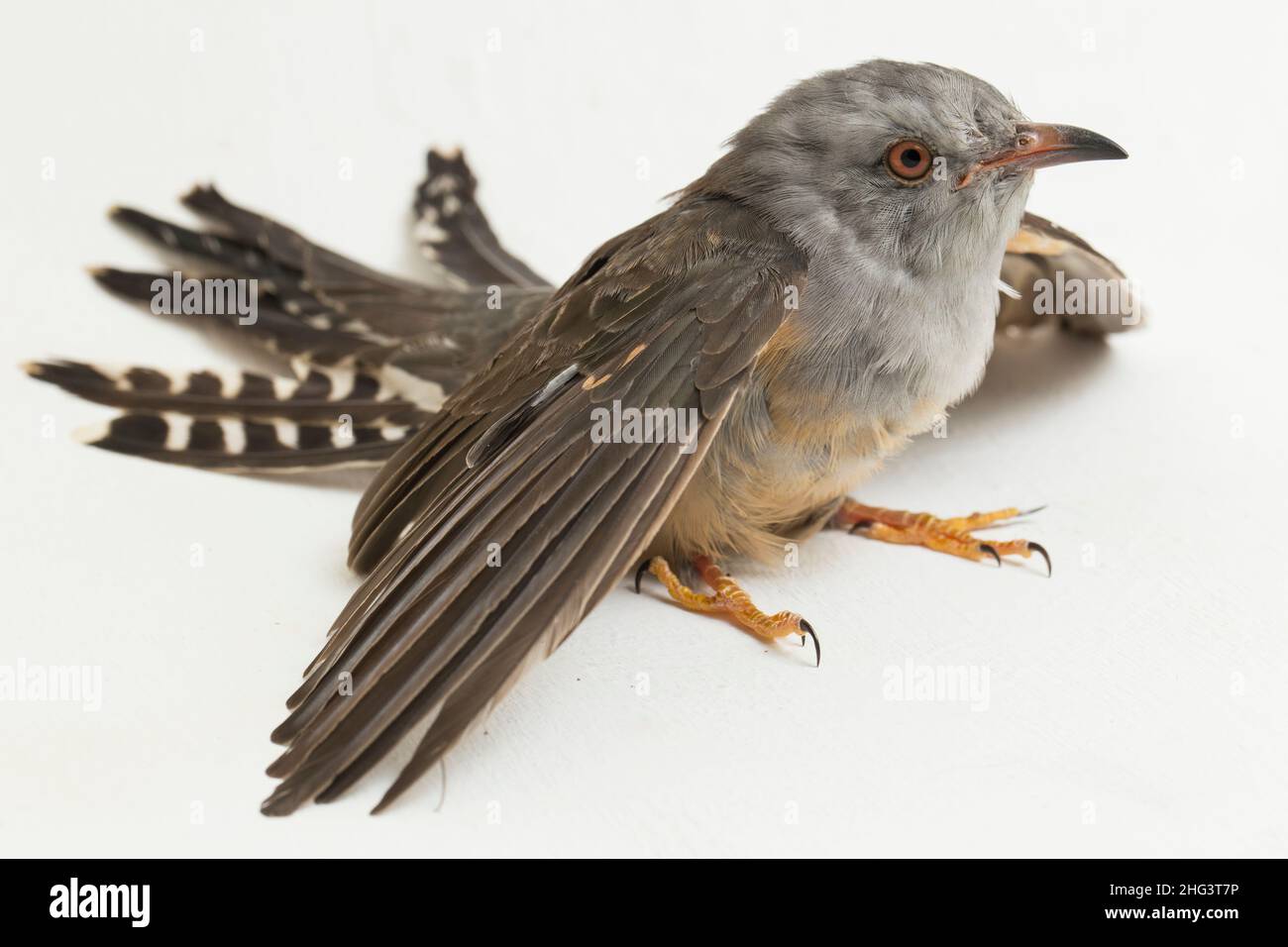 A plaintive cuckoo bird (Cacomantis merulinus) isolated on white ...