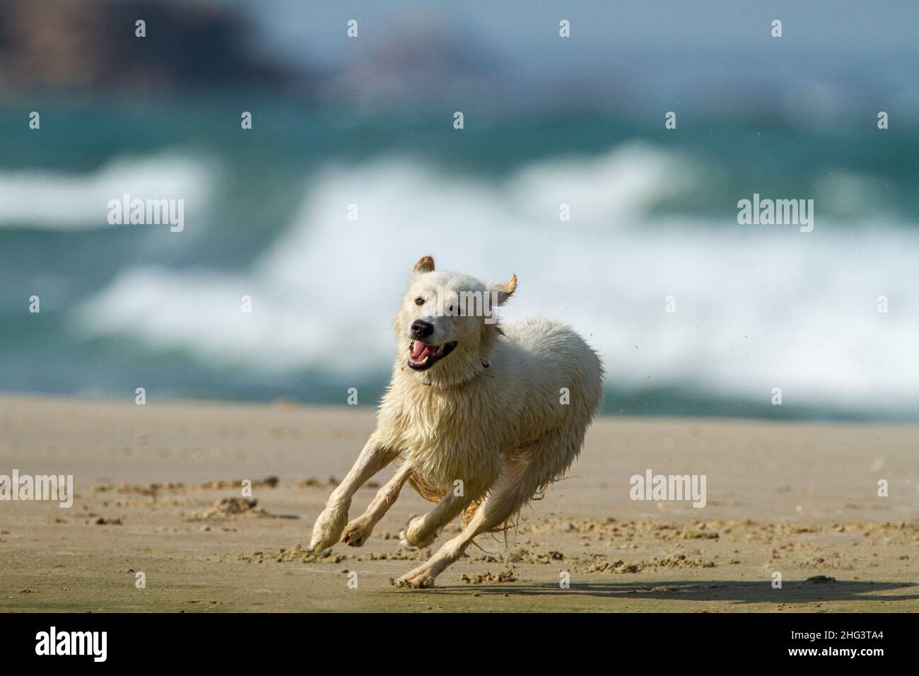 Dog ran on the beach Stock Photo - Alamy