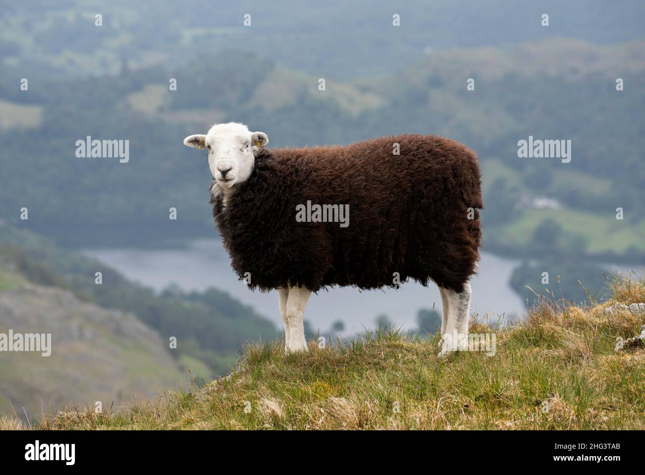 Herdwick sheep above Grasmere in the English Lake District central fell ...