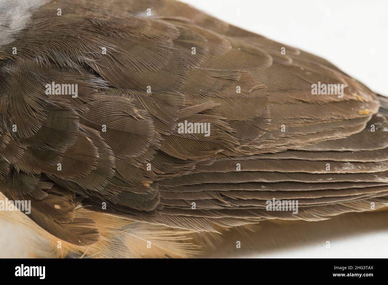 A plaintive cuckoo bird (Cacomantis merulinus) isolated on white ...