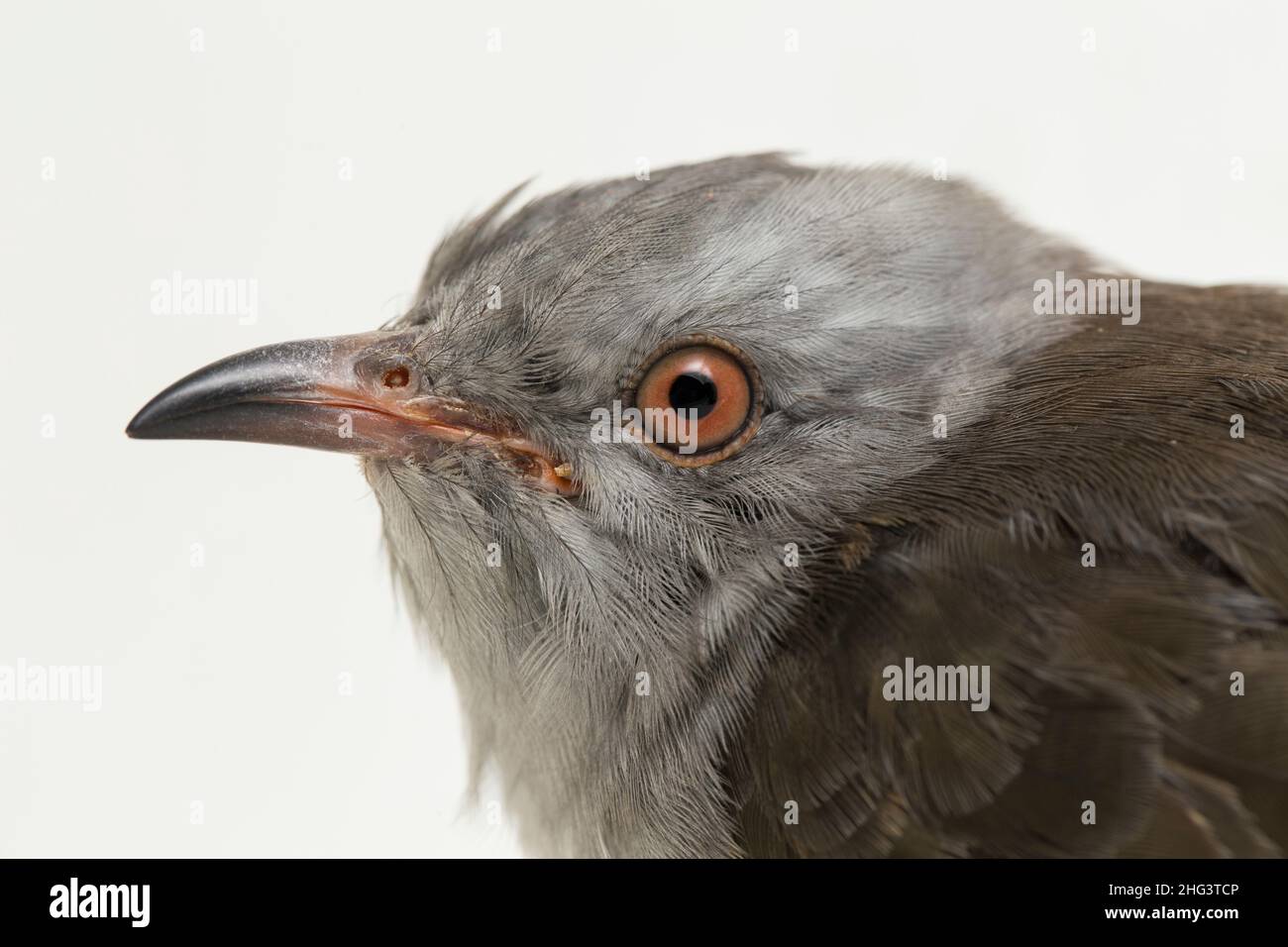 A plaintive cuckoo bird (Cacomantis merulinus) isolated on white ...