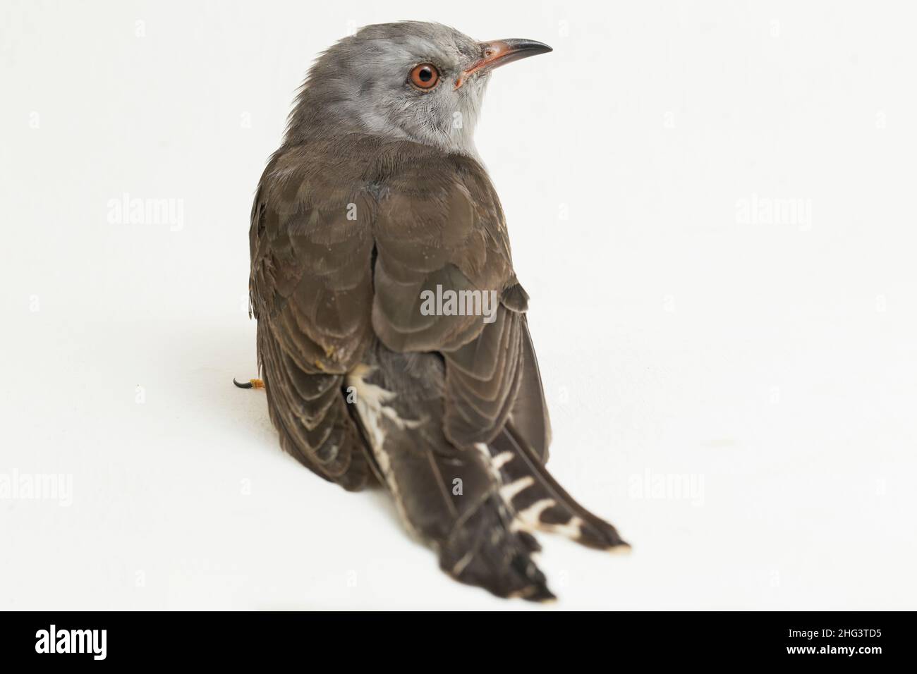 A plaintive cuckoo bird (Cacomantis merulinus) isolated on white ...