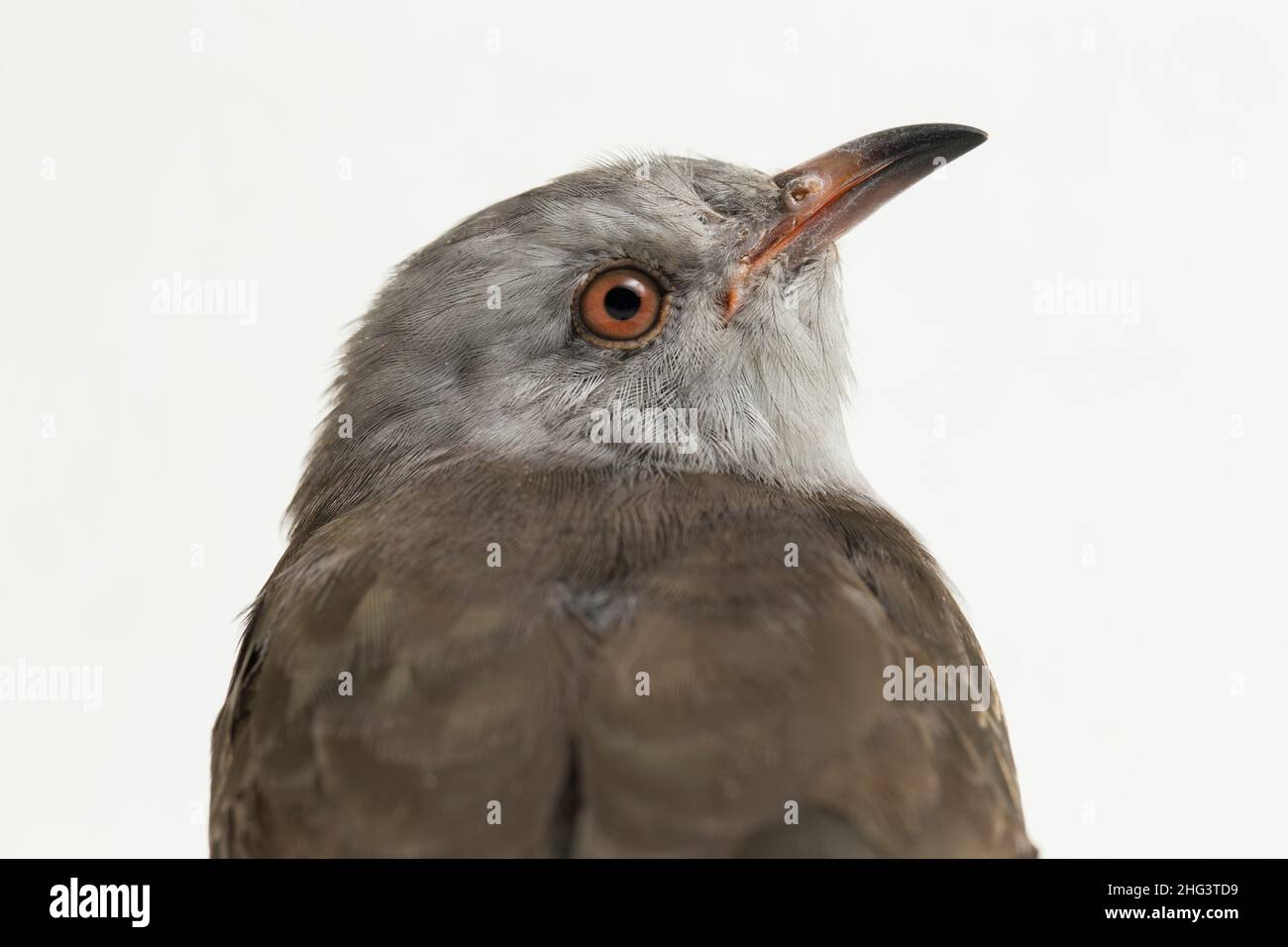 A plaintive cuckoo bird (Cacomantis merulinus) isolated on white ...