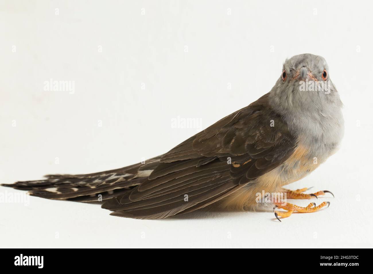 A plaintive cuckoo bird (Cacomantis merulinus) isolated on white ...