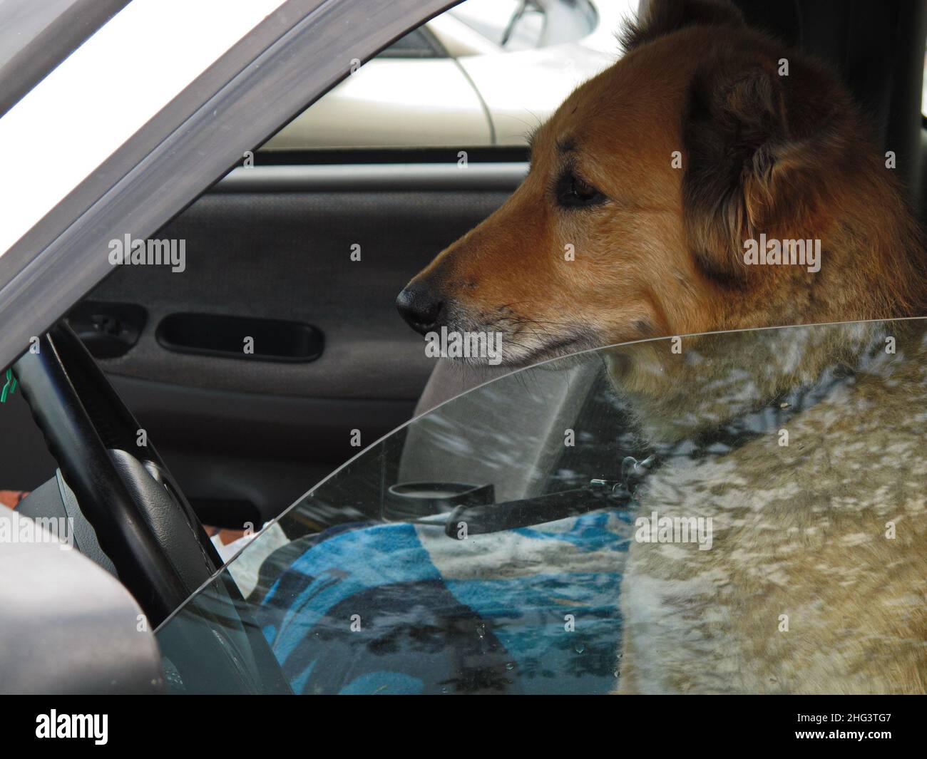 Dog driving a car hi-res stock photography and images - Alamy