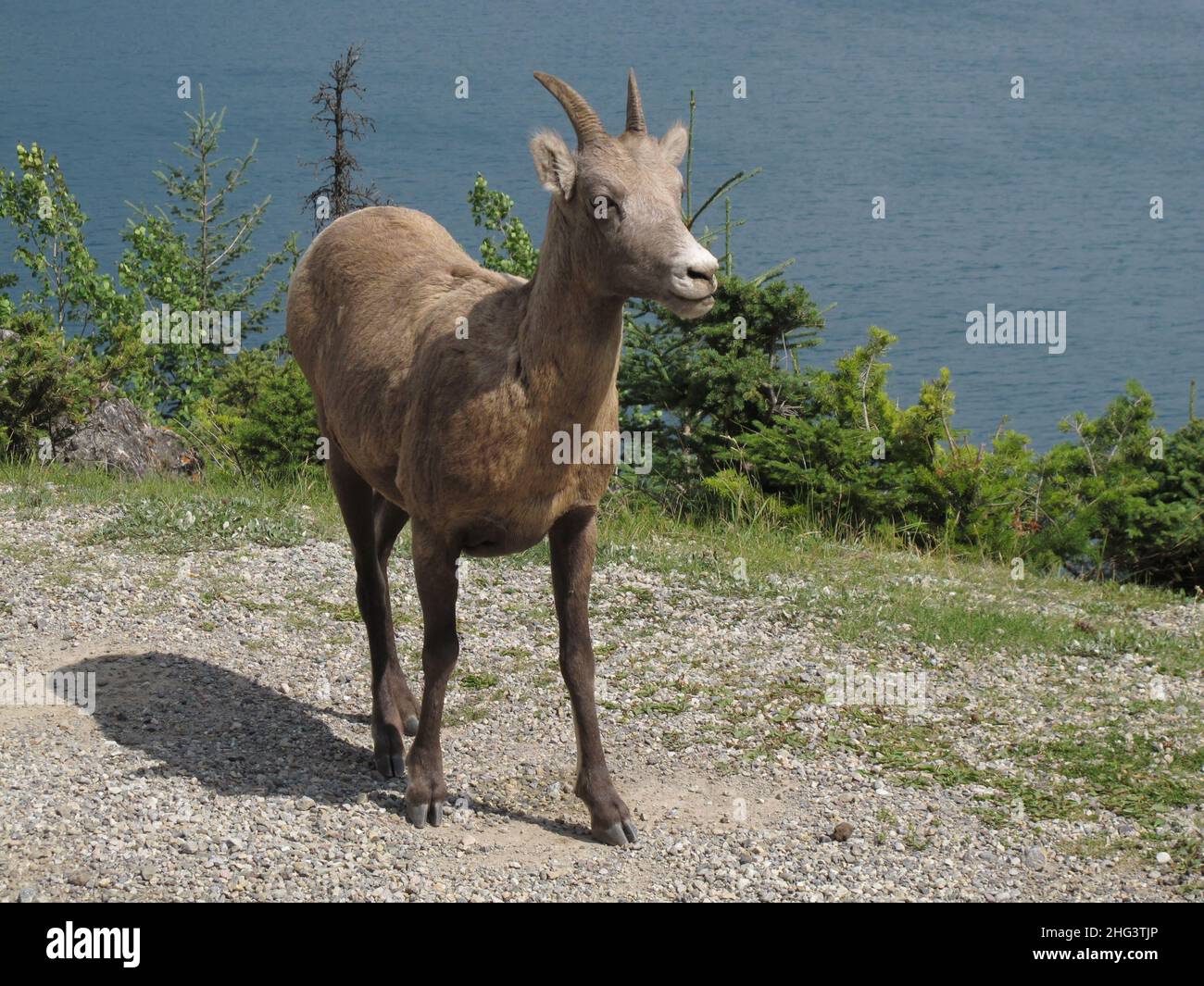 Mountain goat at Lake Minnewanka in Banff National Park,Alberta,Canada ...