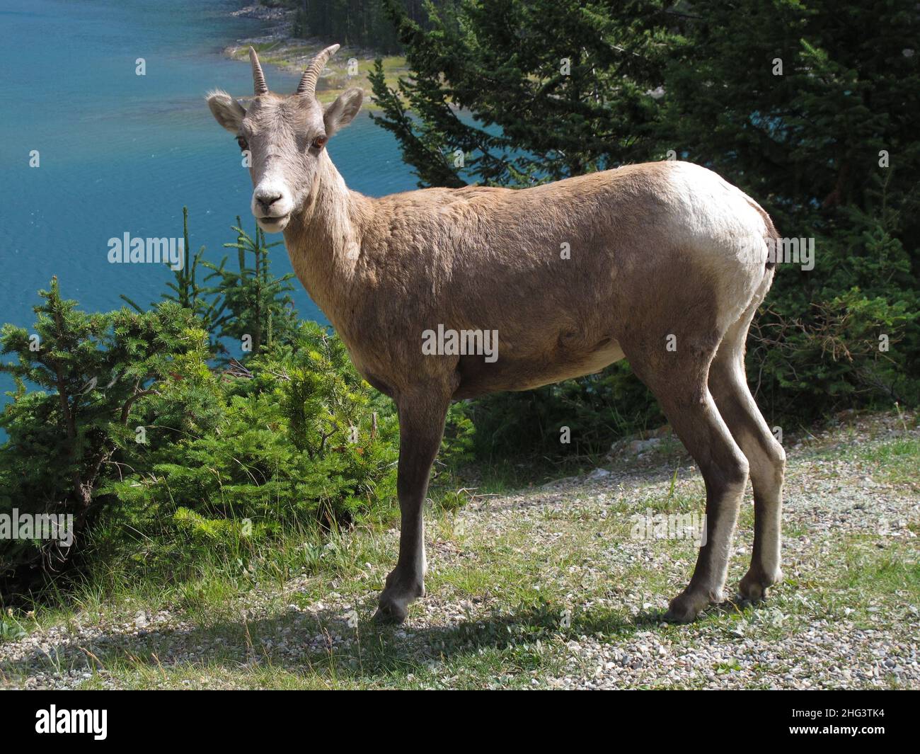 Mountain goat at Lake Minnewanka in Banff National Park,Alberta,Canada,North America Stock Photo ...