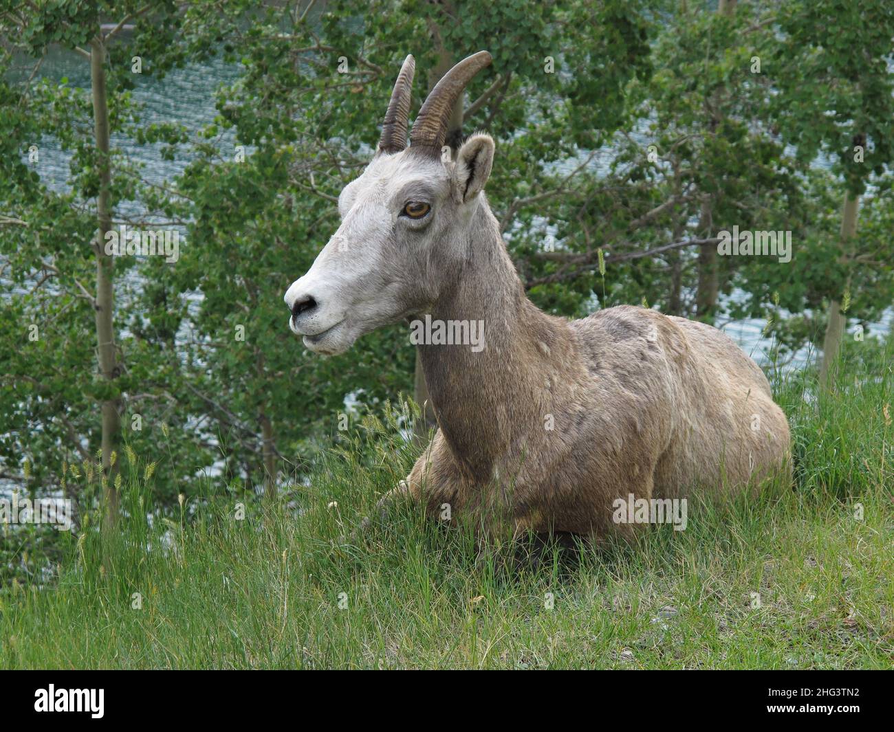 Mountain goat at Lake Minnewanka in Banff National Park,Alberta,Canada ...
